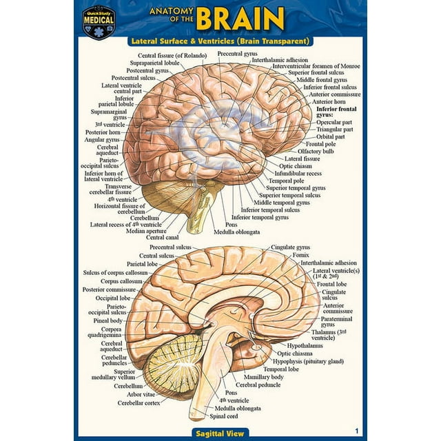 Anatomy of the Brain (Pocket-Sized Edition - 4x6 inches) (Edition 2 ...