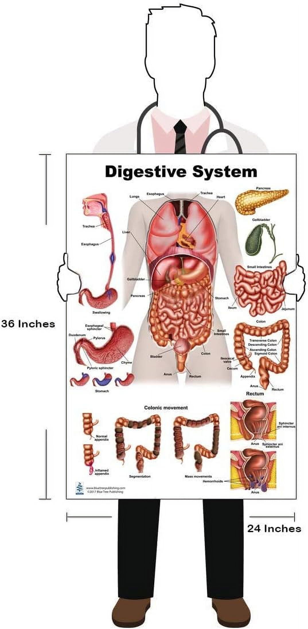 Anatomy Of The Digestive System And Colon Model Set (24 X 36) - Walmart.com