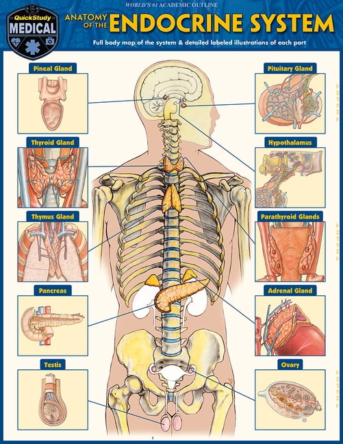 Anatomy of the Endocrine System: A Quickstudy Laminated Reference Guide, (Paperback) - Walmart.com
