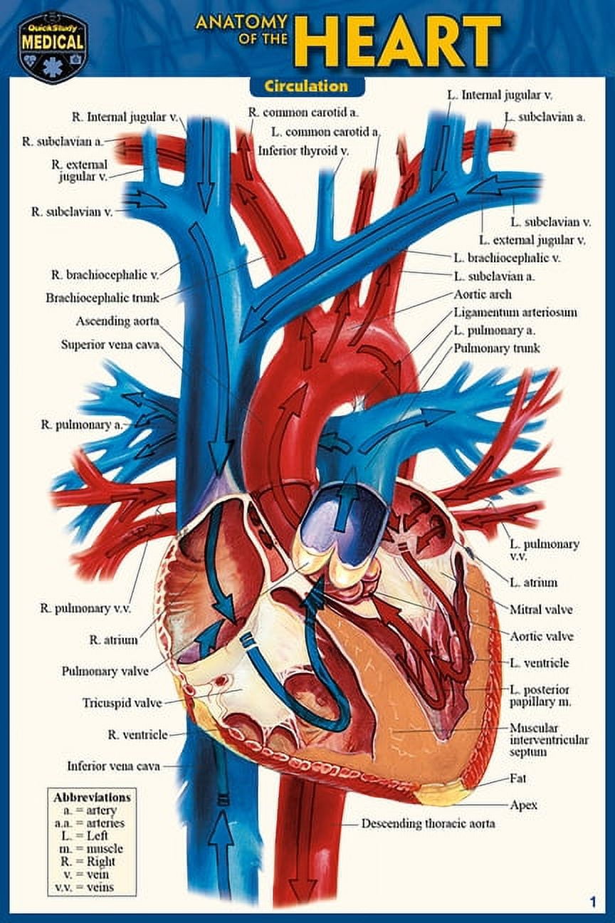 Anatomy of the Heart (Pocket-Sized Edition) (Edition 2) (Other ...