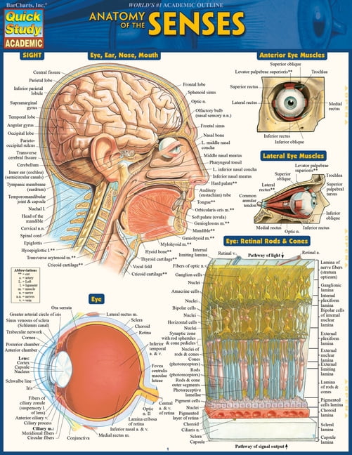 Anatomy of the Senses : QuickStudy Laminated Reference Guide (Edition 2 ...