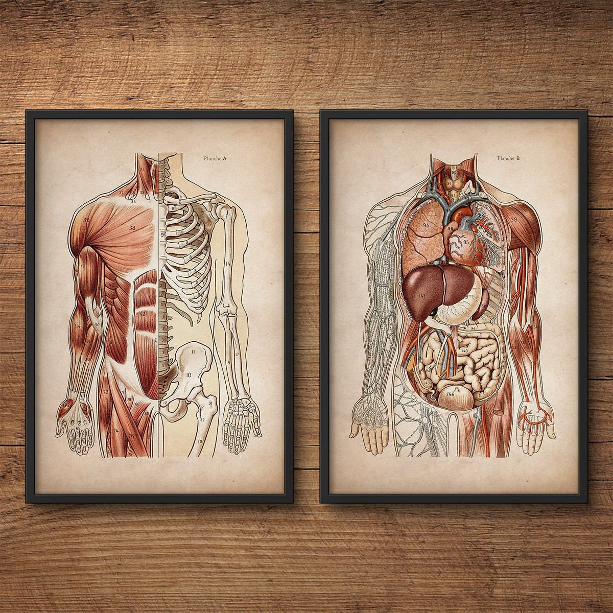 Anatomy print set Human anatomy posters Anatomy home decor Anatomy ...