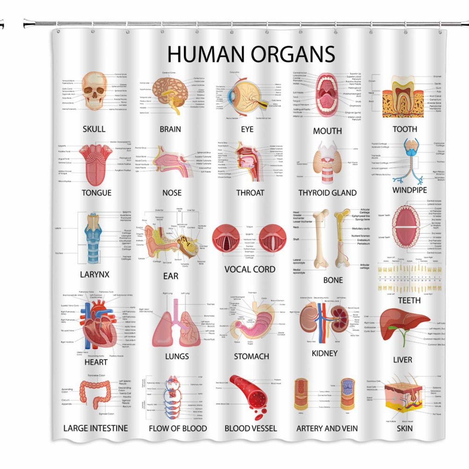 AnatomyLife Human Organs Shower Curtain - Medical Science Chart, White ...