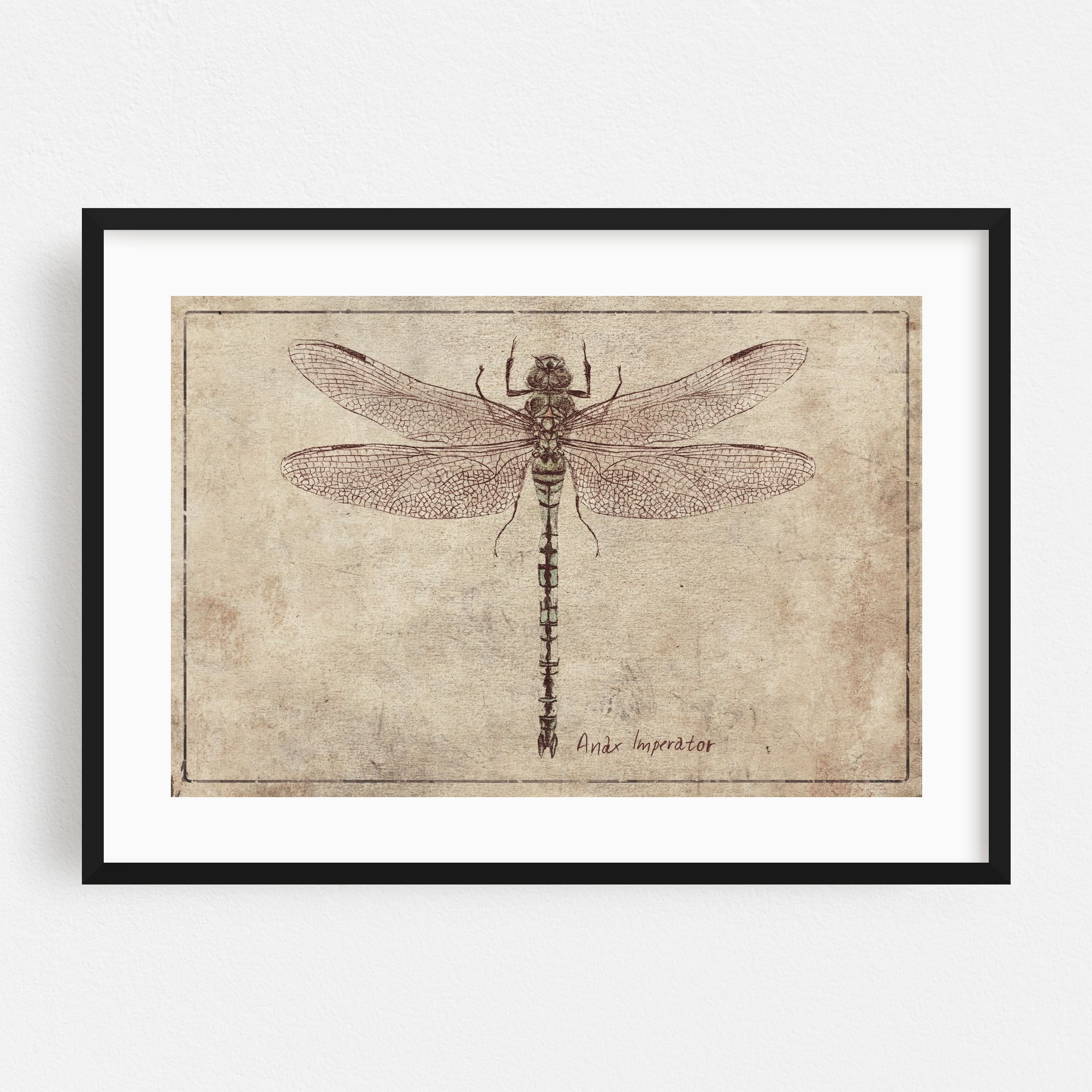 Anax Imperator - Drawing Botanical Vintage Nature Line Art Insect ...