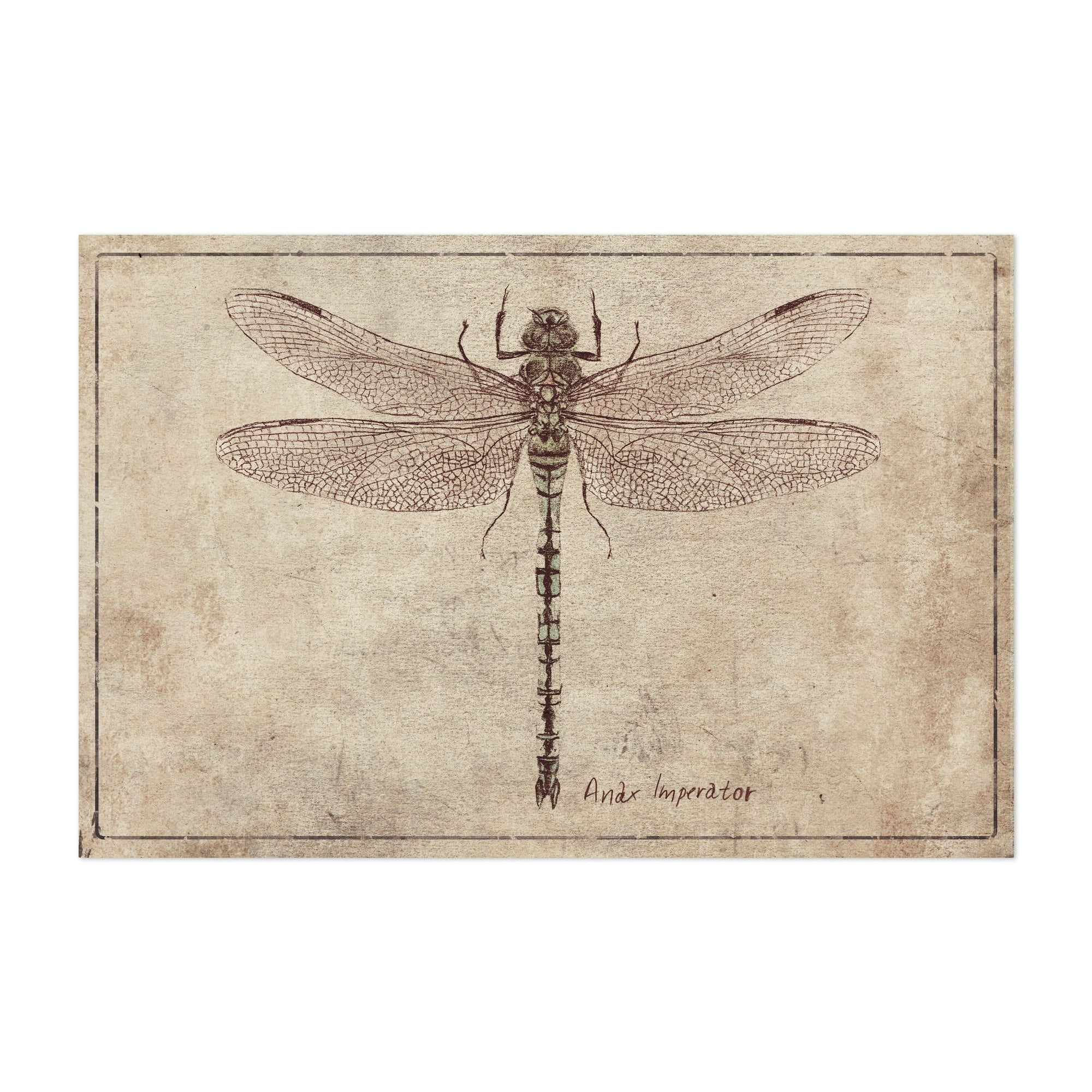 Anax Imperator - Drawing Botanical Vintage Nature Line Art Insect ...