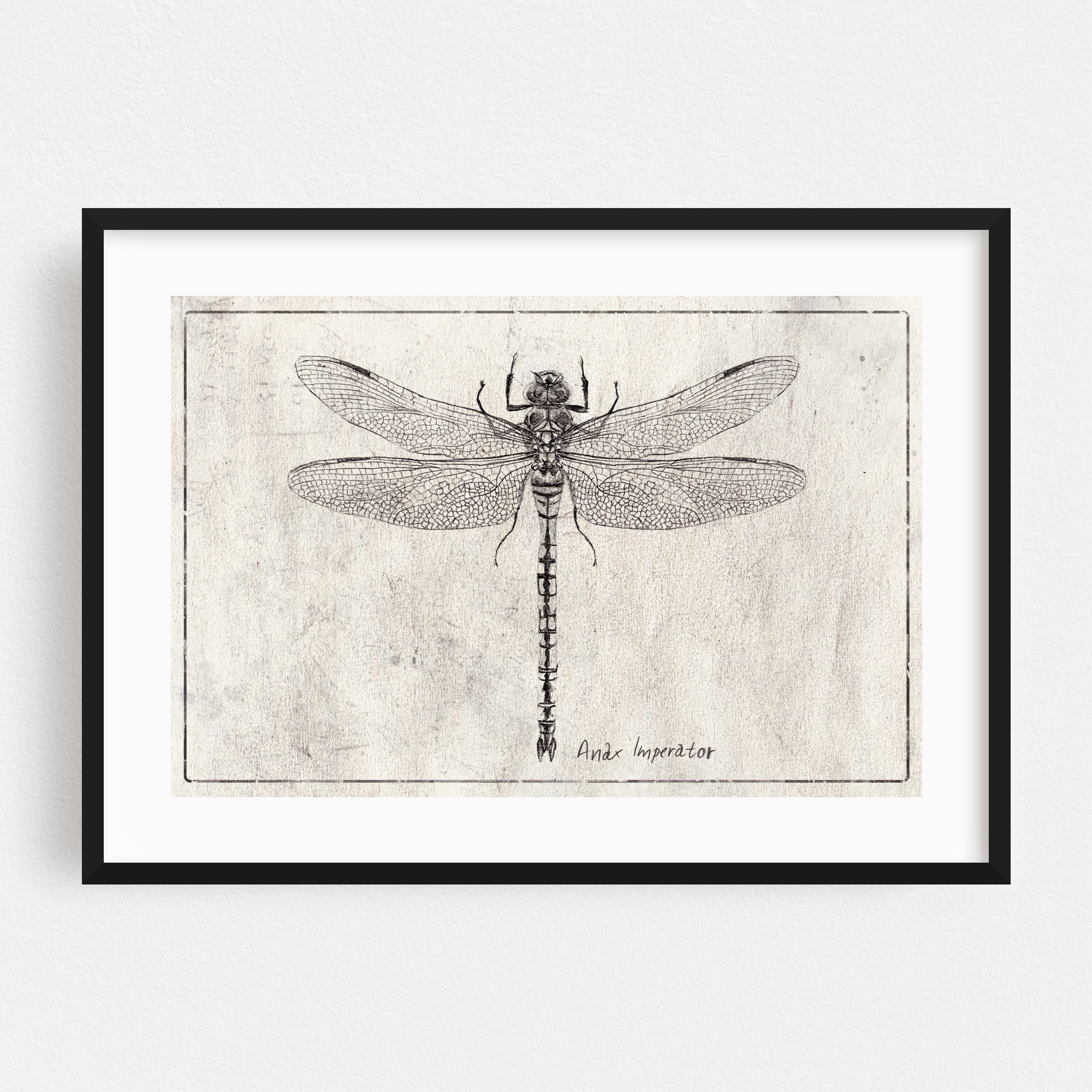Anax Imperator - Drawing Line Art Dragonfly Botanical Vintage Nature ...