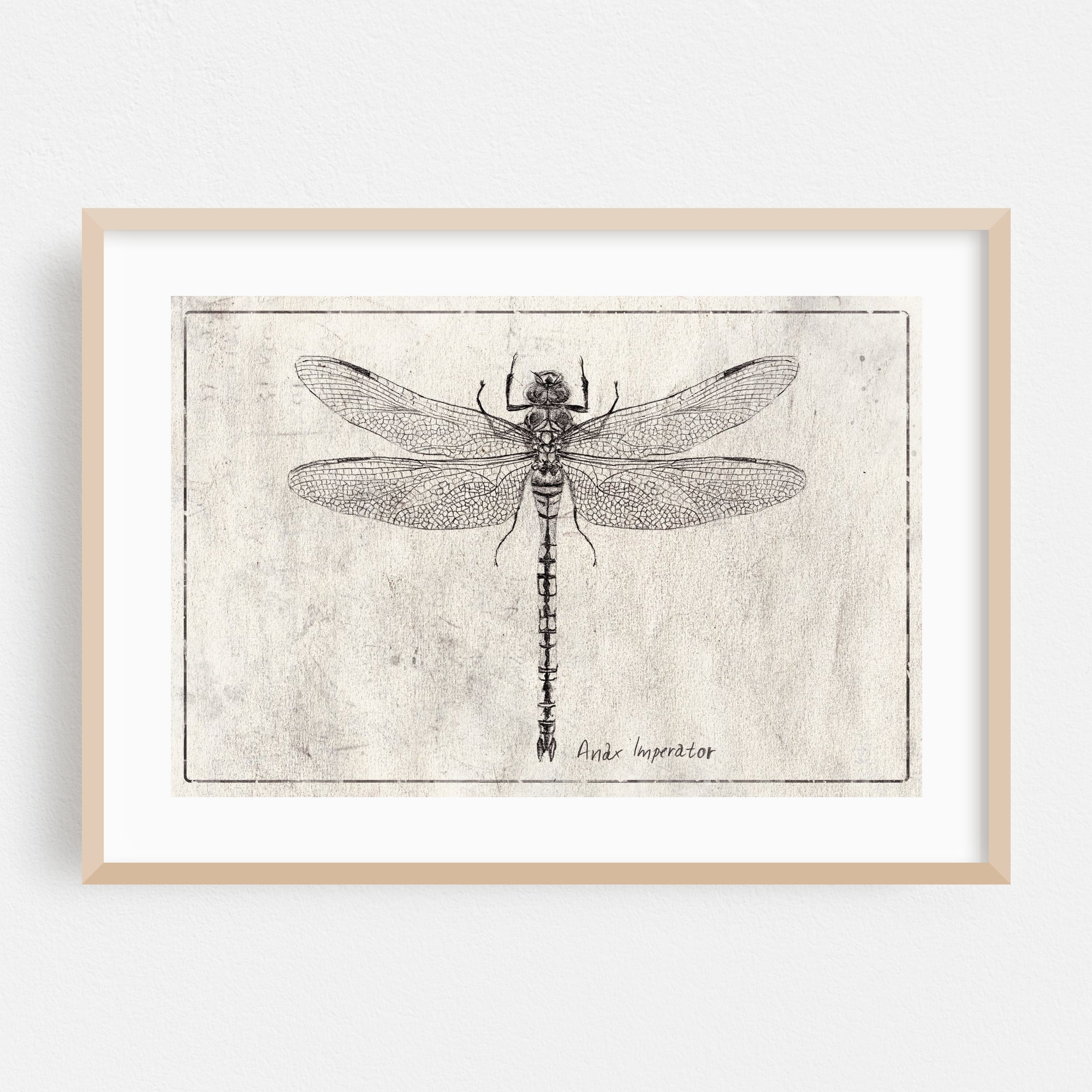 Anax Imperator - Drawing Line Art Dragonfly Botanical Vintage Nature ...