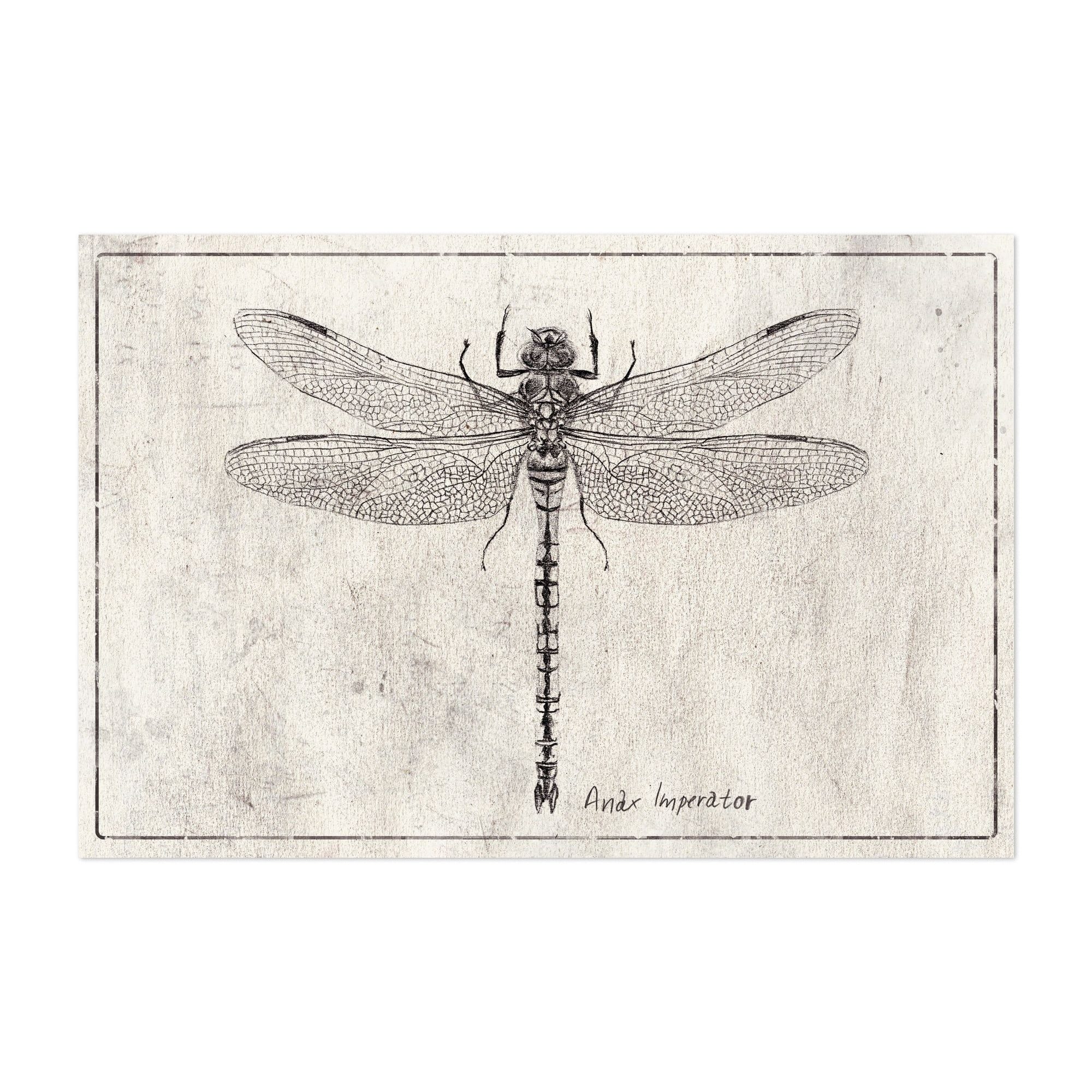 Anax Imperator - Drawing Line Art Dragonfly Botanical Vintage Nature ...