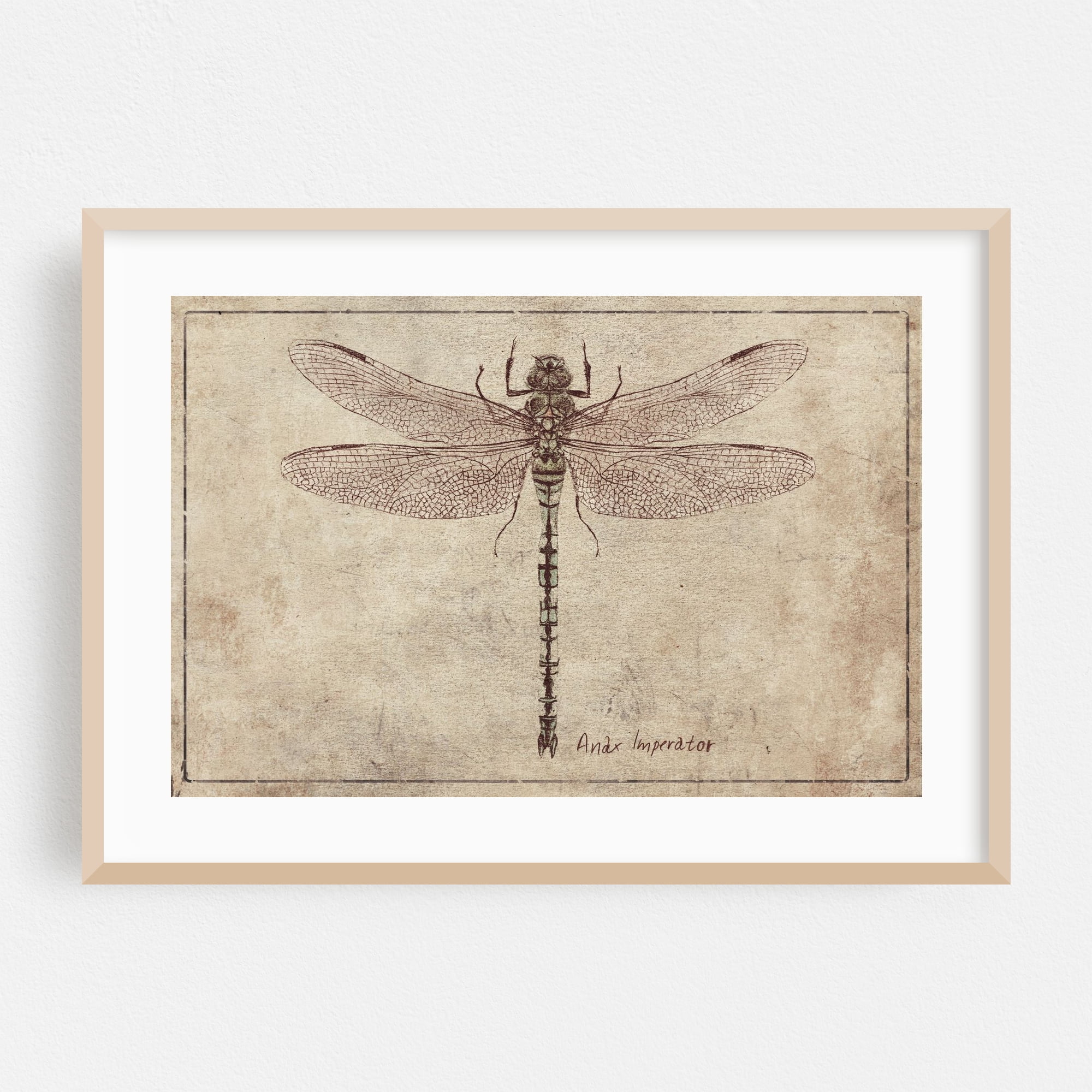 Anax Imperator - Drawing Botanical Vintage Nature Line Art Rustic Oak ...