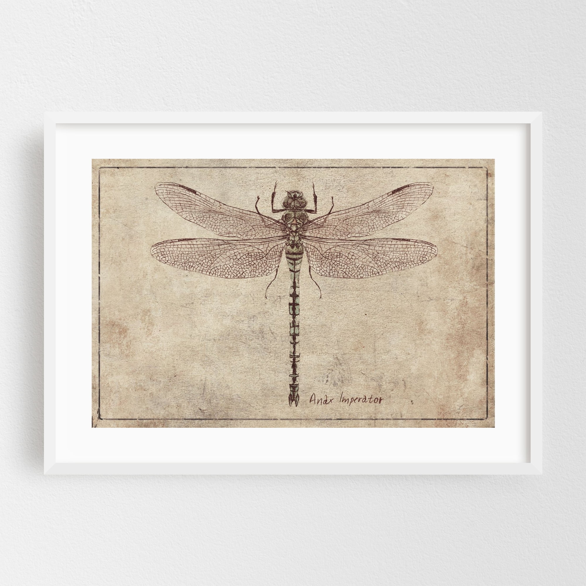 Anax Imperator - Drawing Botanical Vintage Nature Line Art Rustic White ...