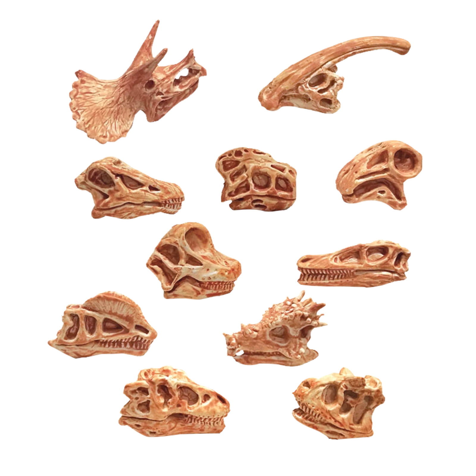 Ancient Animals Skeleton Model Kit - Realistic Dinosaur Fossil Skull ...