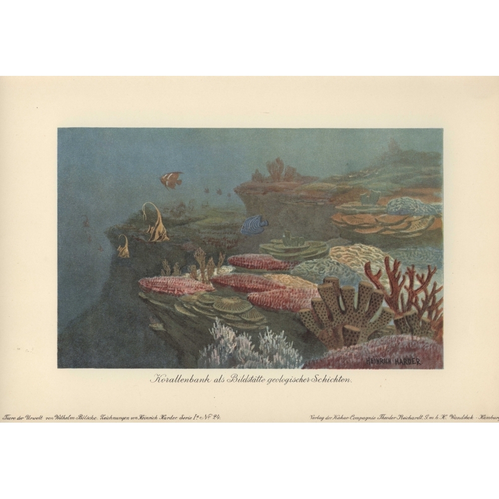 Ancient Coral Reefs Poster Print By ® Florilegius Mary Evans (24 X 18 ...