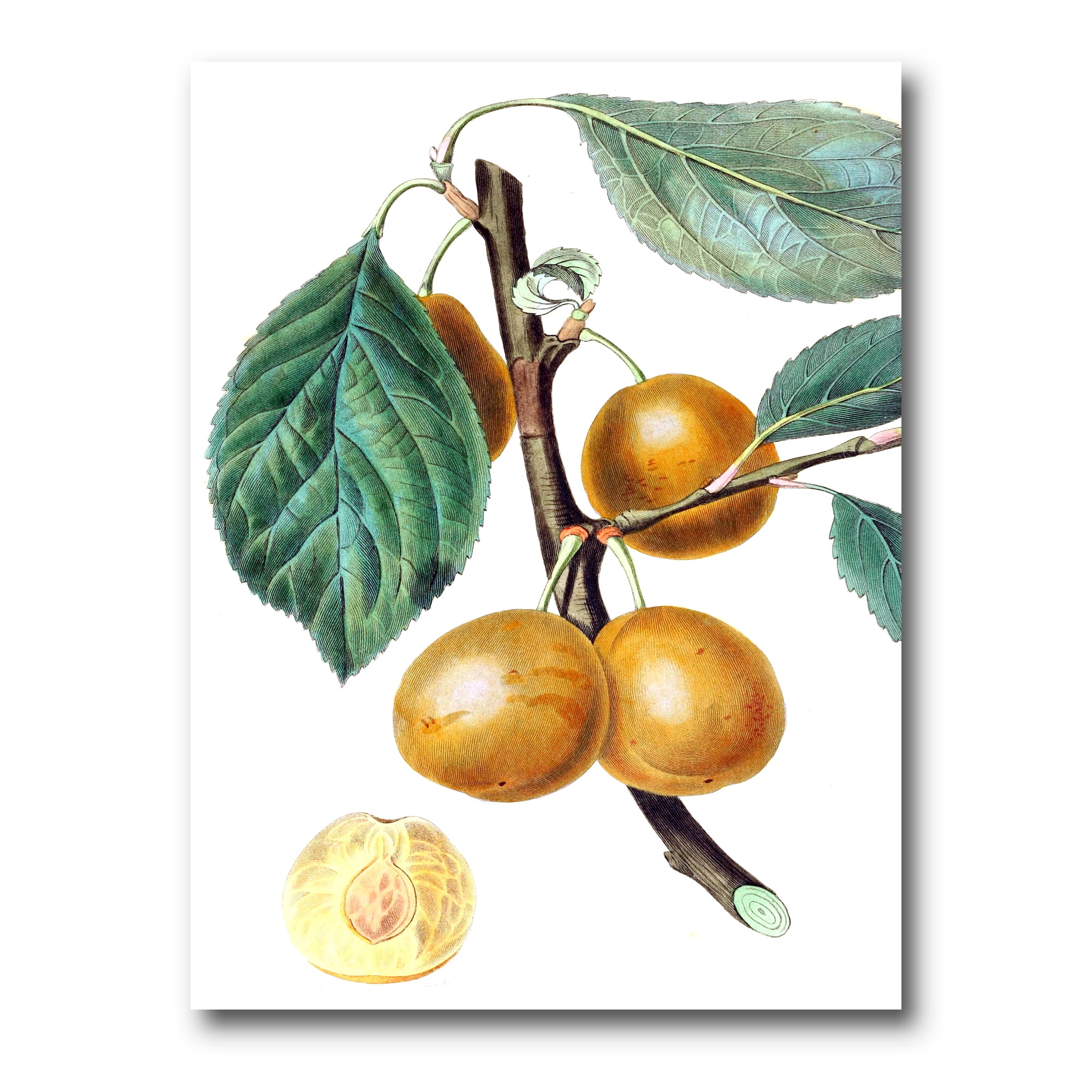 Designart Ancient Fruits II 8x12 Canvas Art Print - Green Orange ...