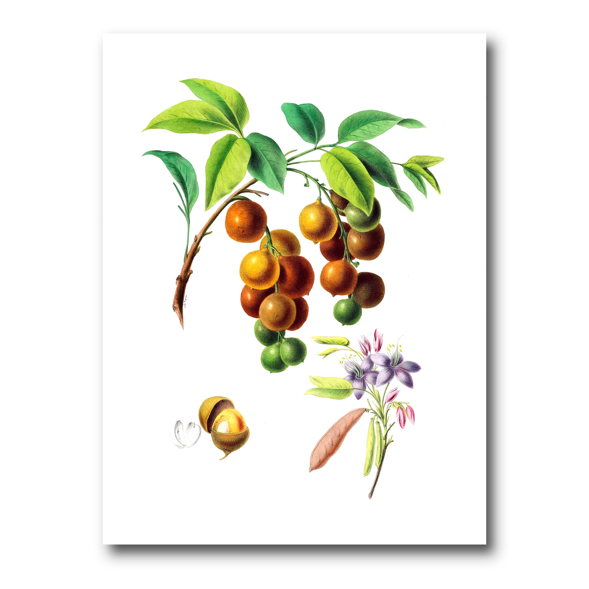 Designart Ancient Fruits III Canvas Art Print Painting - Walmart.com