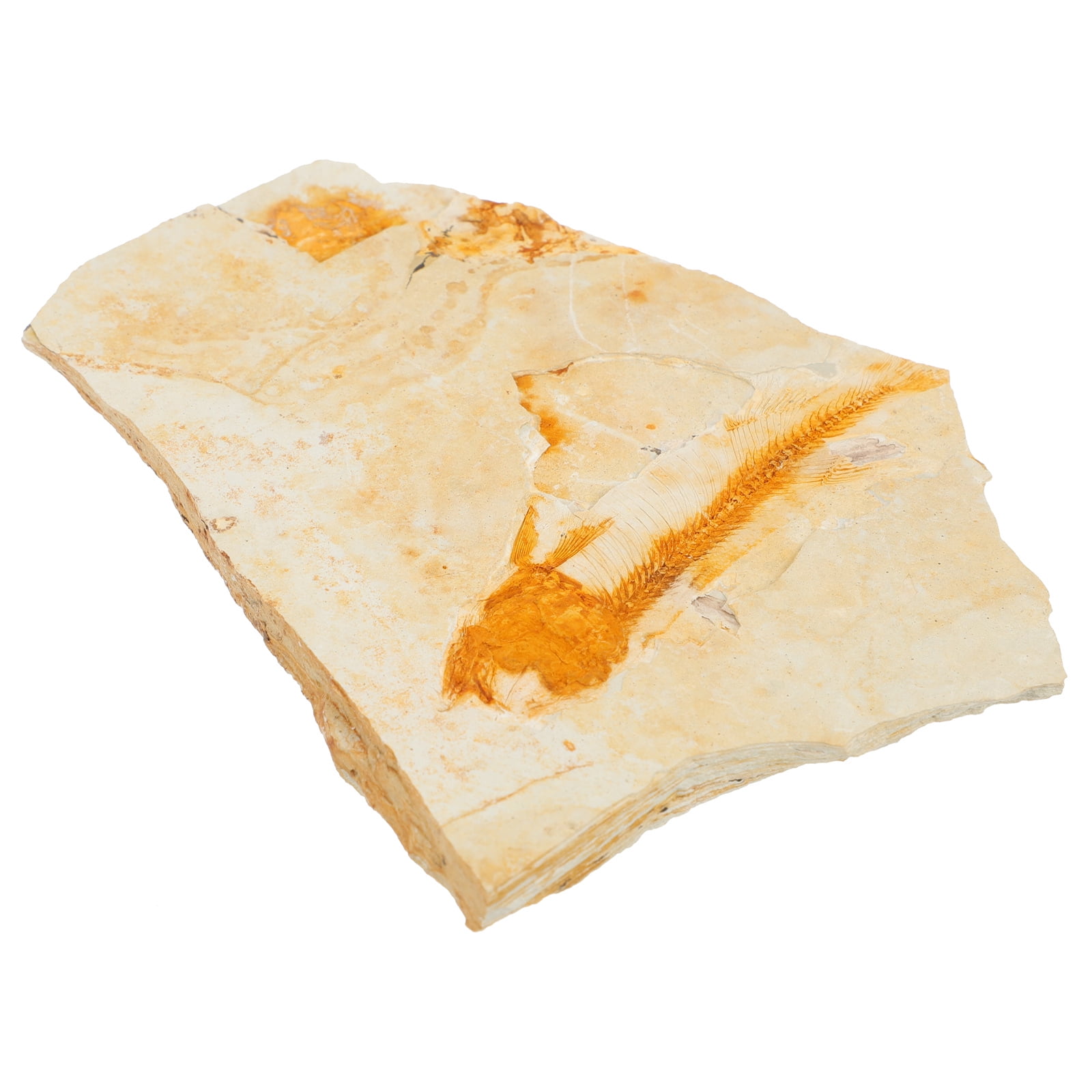 Ancient Marine Fish Collection Lycoptera Stone Specimen Paleontological ...