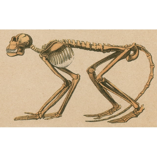 Ancient Monkey, Mesopithecus pentelicus Poster Print by Science Source ...