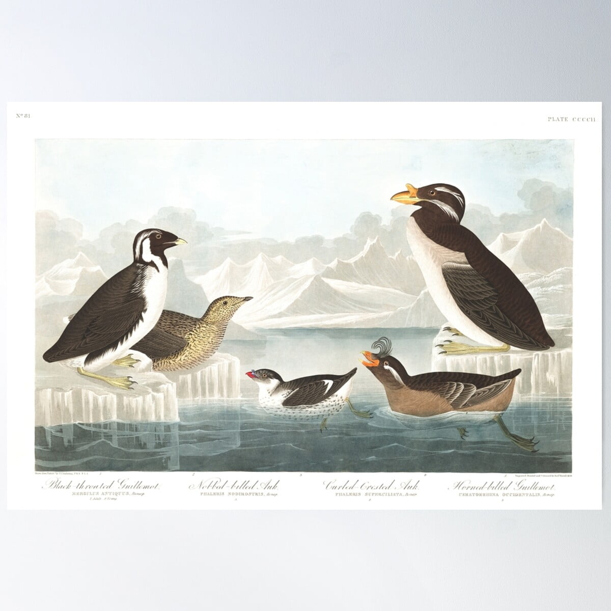 Ancient Murrelet, Kittlitz'S Murrelet, Least Auklet, Crested Auklet And ...