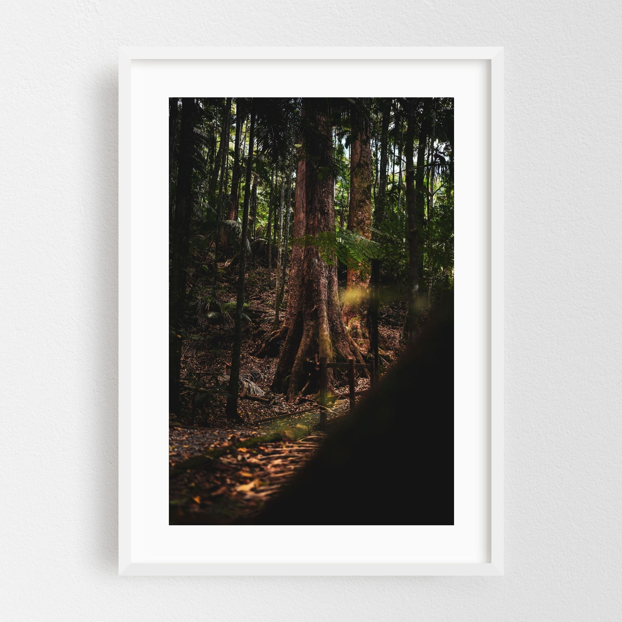 Ancient one - Photography Forest Nature Woods Woodland Tropical Scenic ...