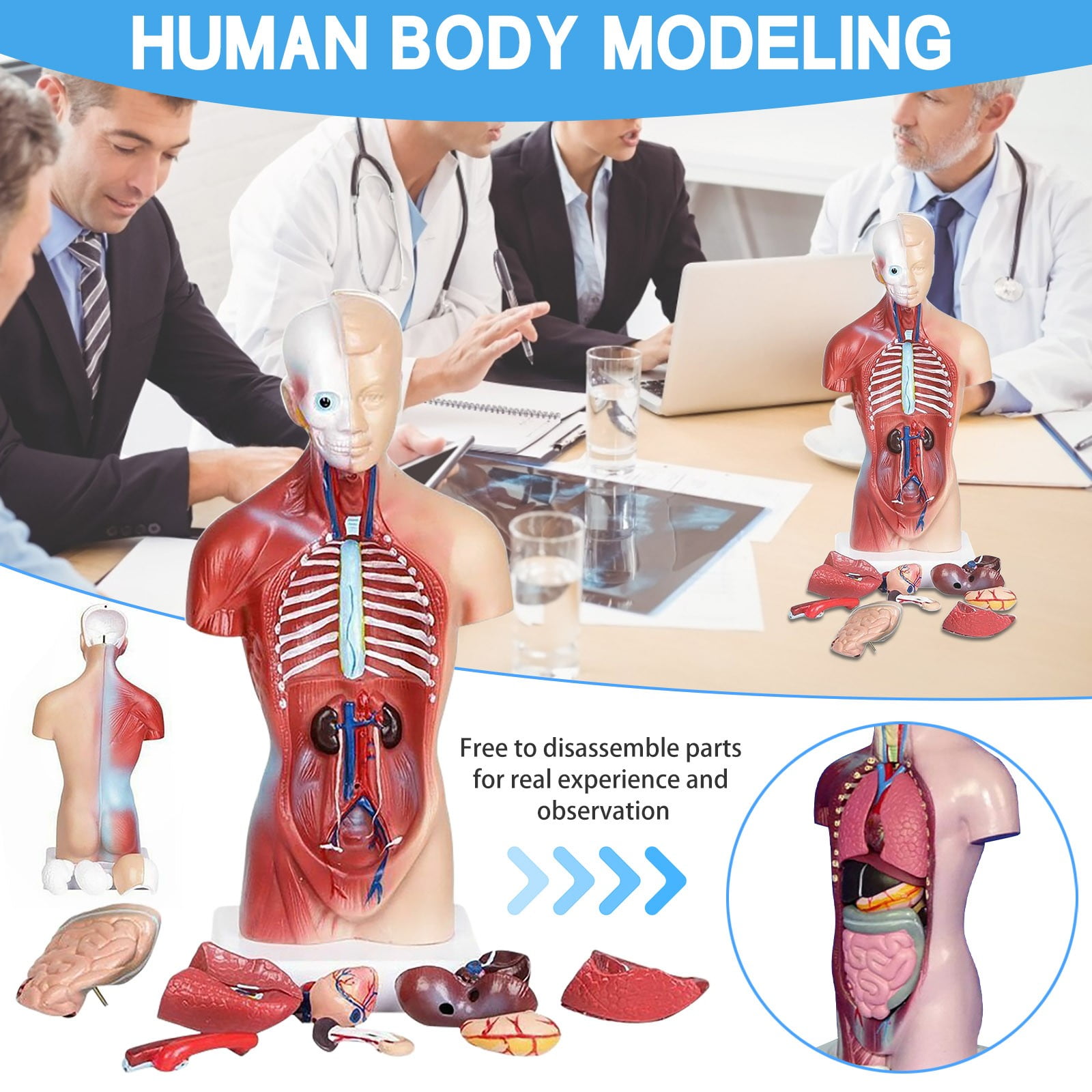 And Ornament Set 4D Anatomical Assembly Model Of Human Model Toy Torso ...