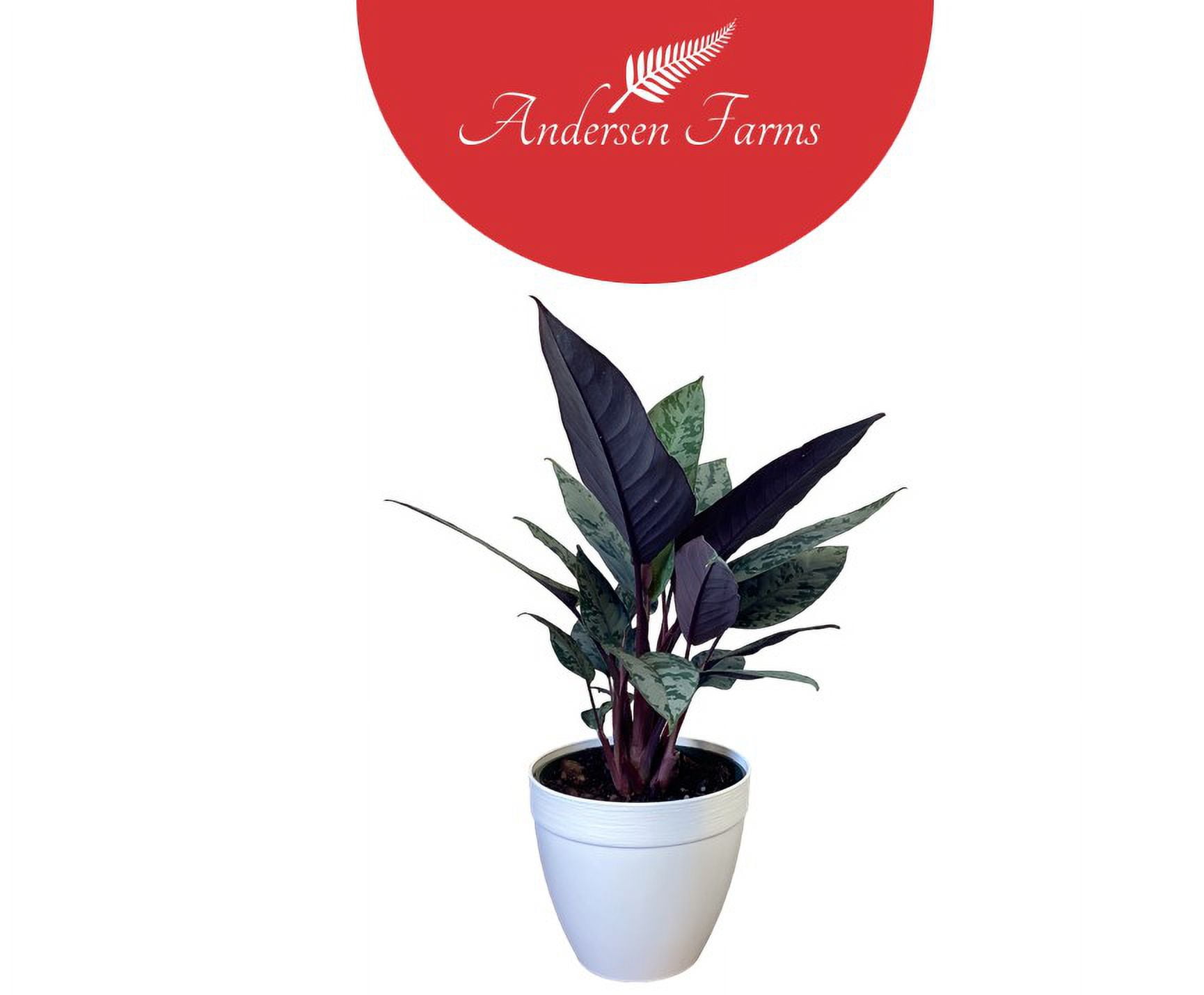 Andersen Farms Apoballis Lavallaei Live Plant Indoor/Outdoor in 6 in ...