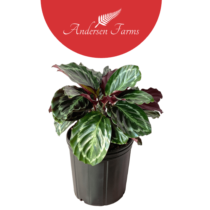 Andersen Farms Calathea Medallion Live Plant Indoor/Outdoor in 10 in ...