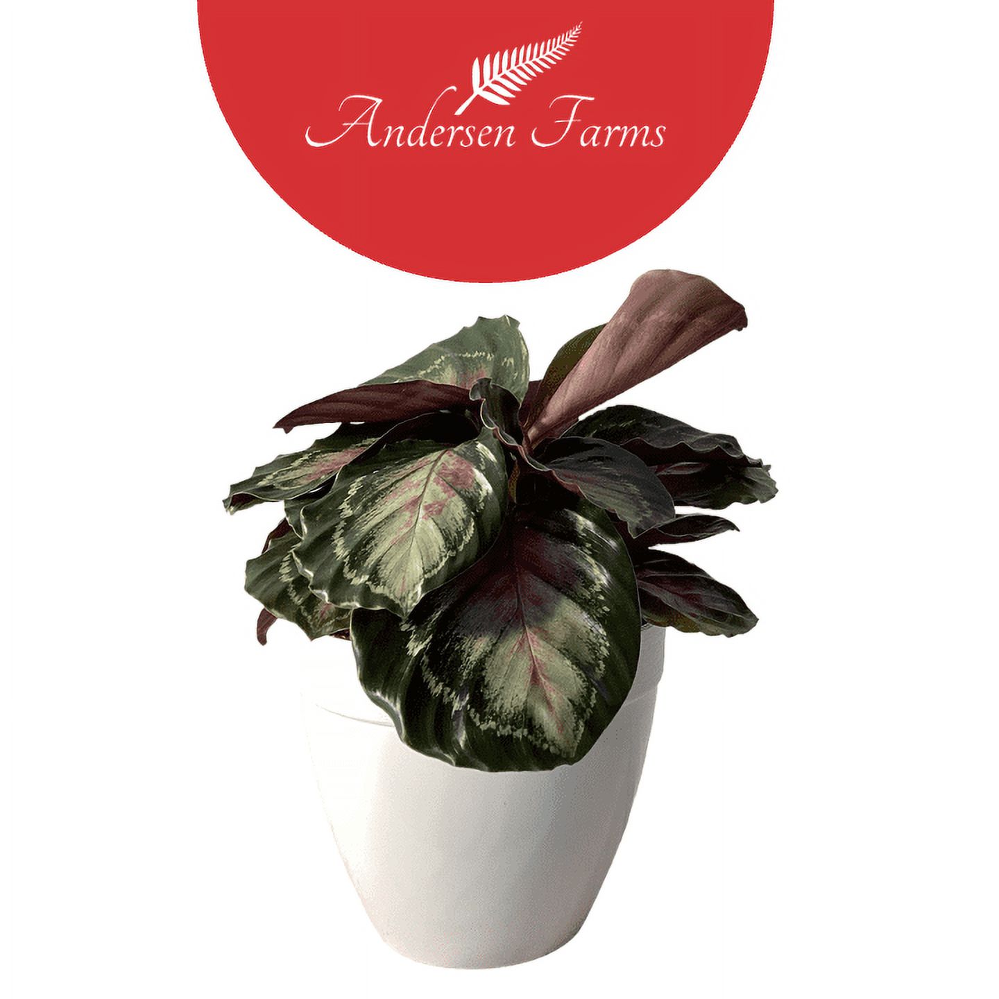 Andersen Farms Calathea Roseo Picta Live Plant Indoor/Outdoor in 6 in ...