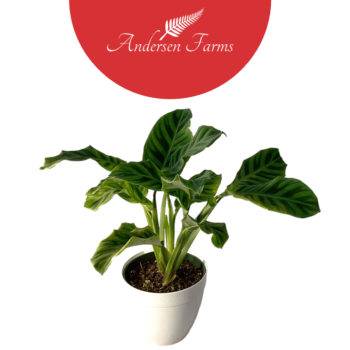 Andersen Farms Calathea Zebrina Live Plant Indoor/Outdoor in 6 in ...
