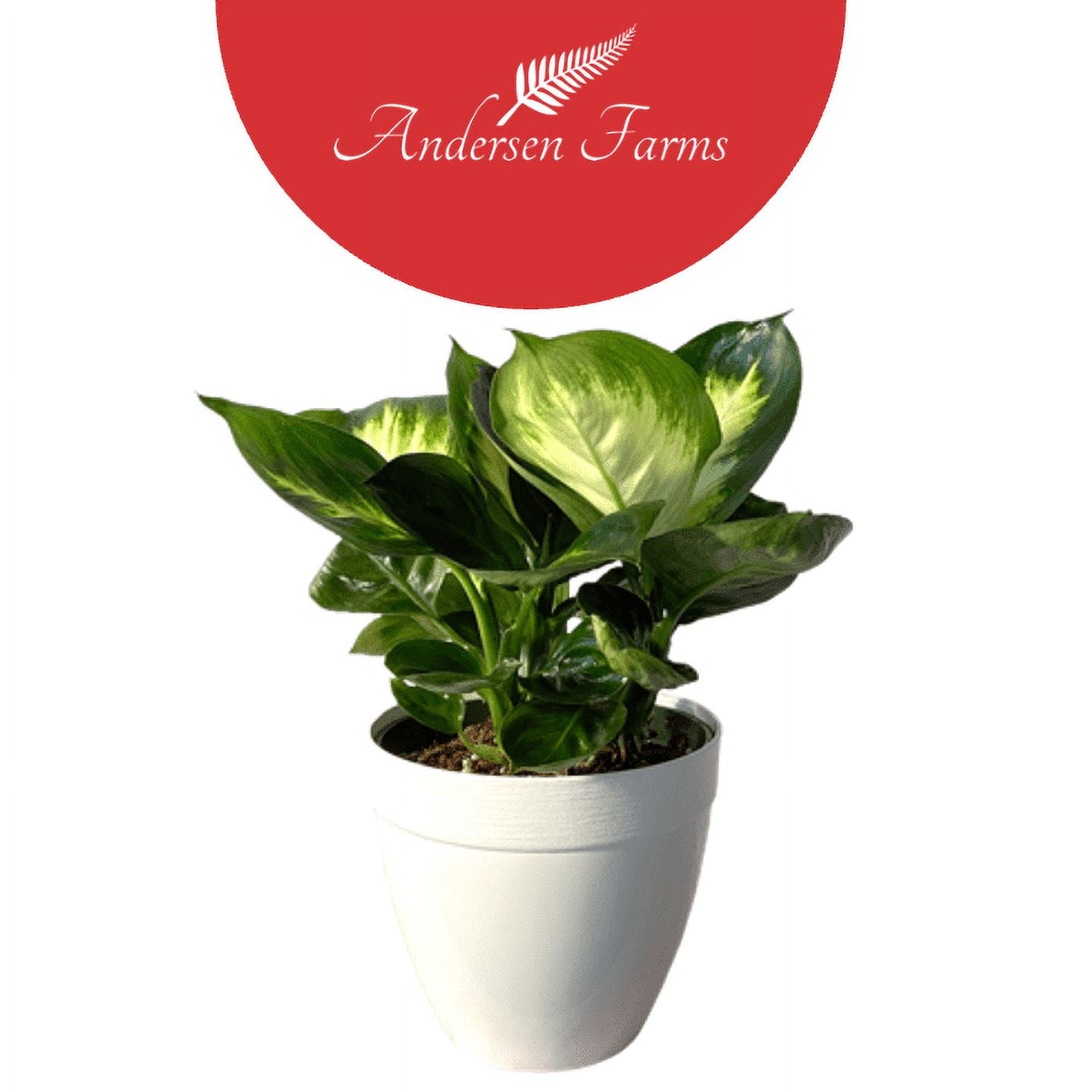Andersen Farms Dieffenbachia Marianne Live Plant Indoor/Outdoor in 6 in ...