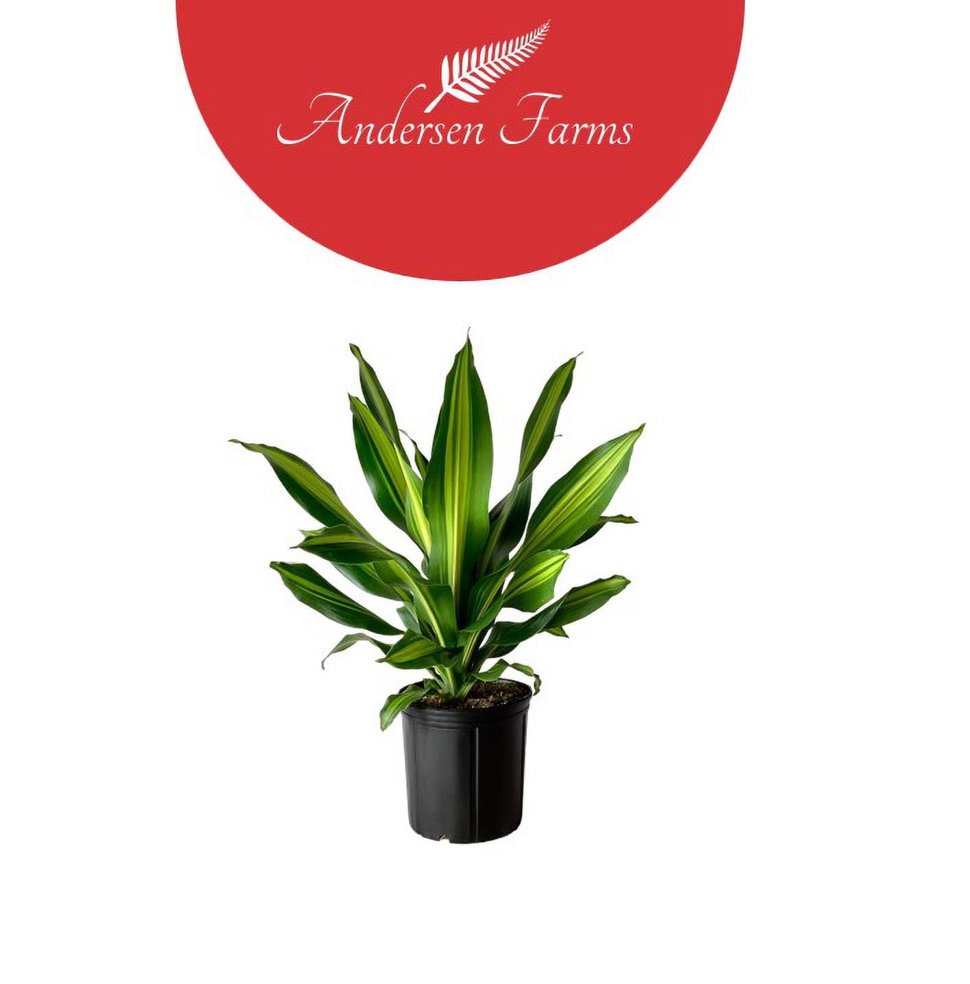 Andersen Farms Dracaena Marley Live Plant in 10" Grower Pot - Walmart.com