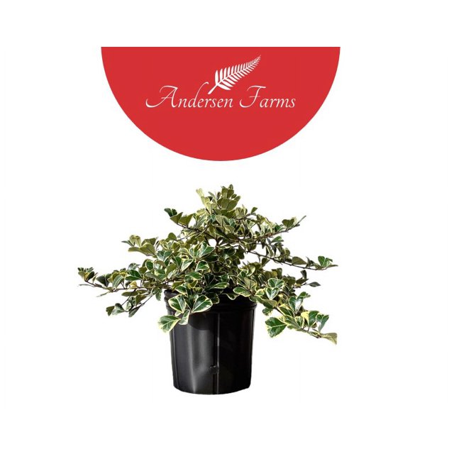 Andersen Farms Ficus Triangularis Live Plant Indoor/Outdoor in 10 in ...