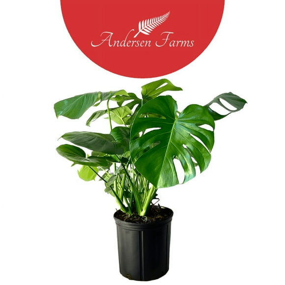 Monstera Plants in Indoor Plants - Walmart.com