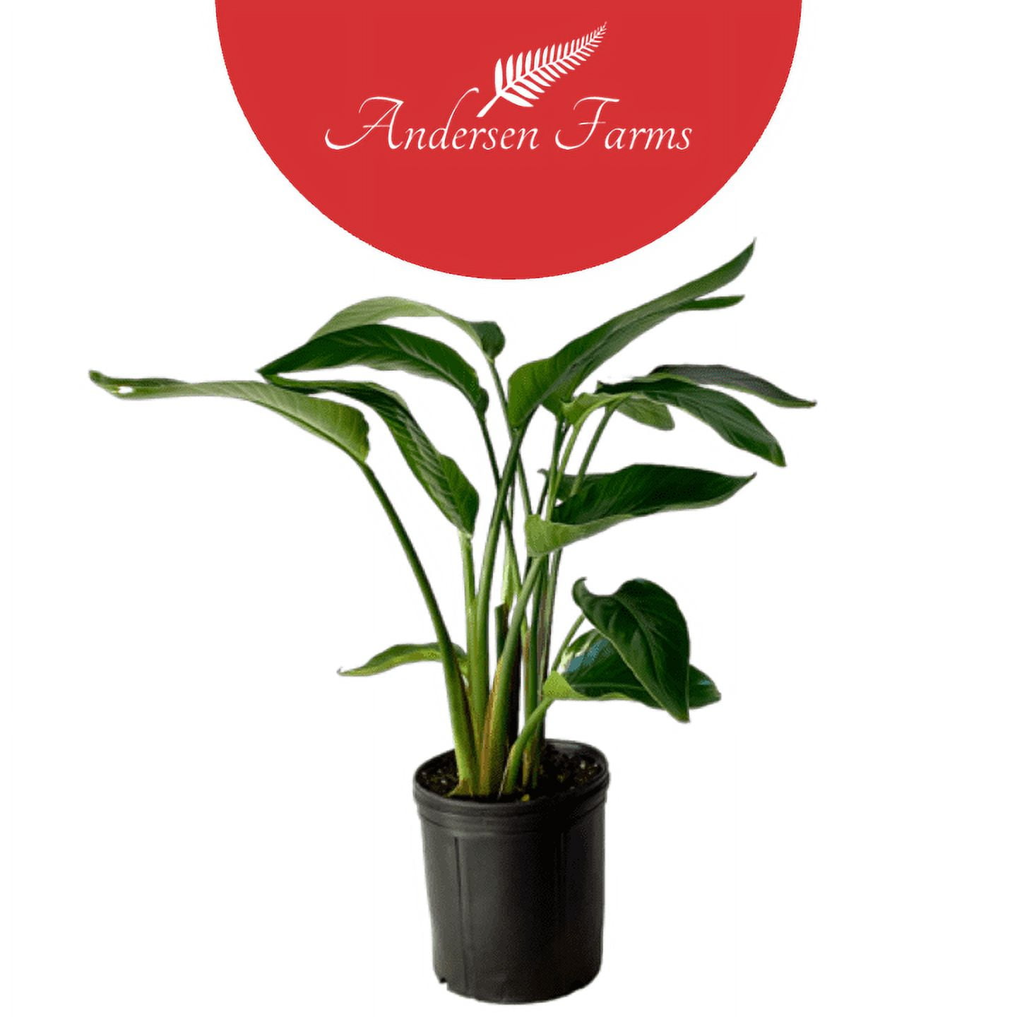 Andersen Farms White Bird of Paradise Live Plant Indoor/Outdoor in 10 ...