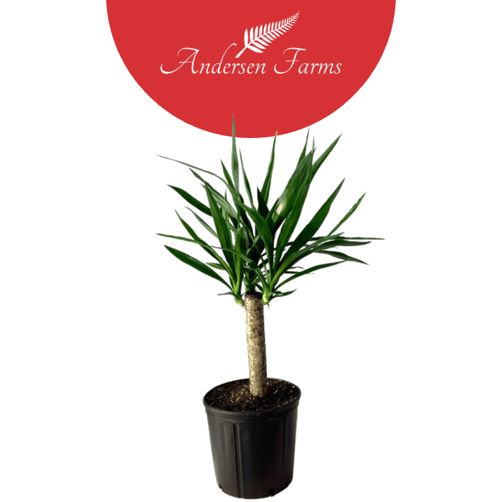 Andersen Farms Yucca Cane Live Plant, 10 in Plastic Grower Pot ...