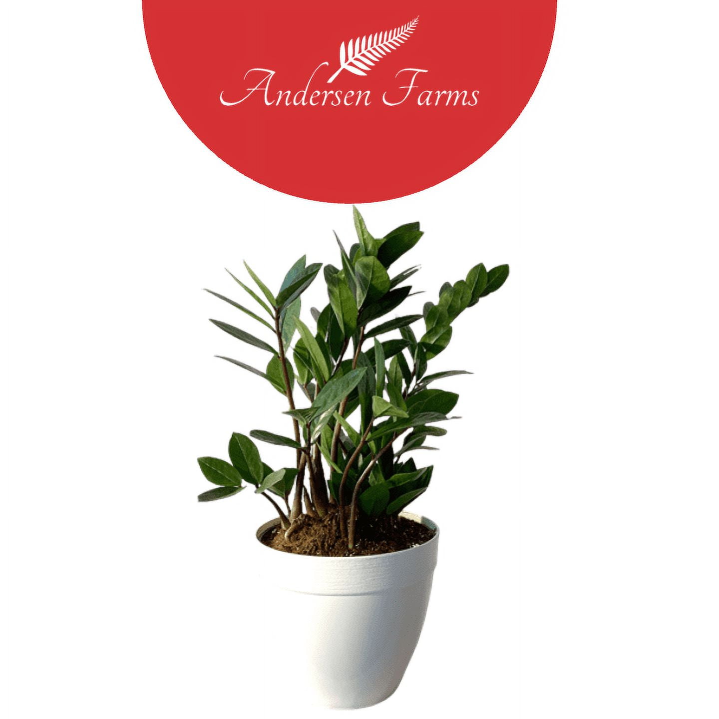 Andersen Farms ZZ Plant Live Plant Indoor/Outdoor in 6 in Plastic White ...