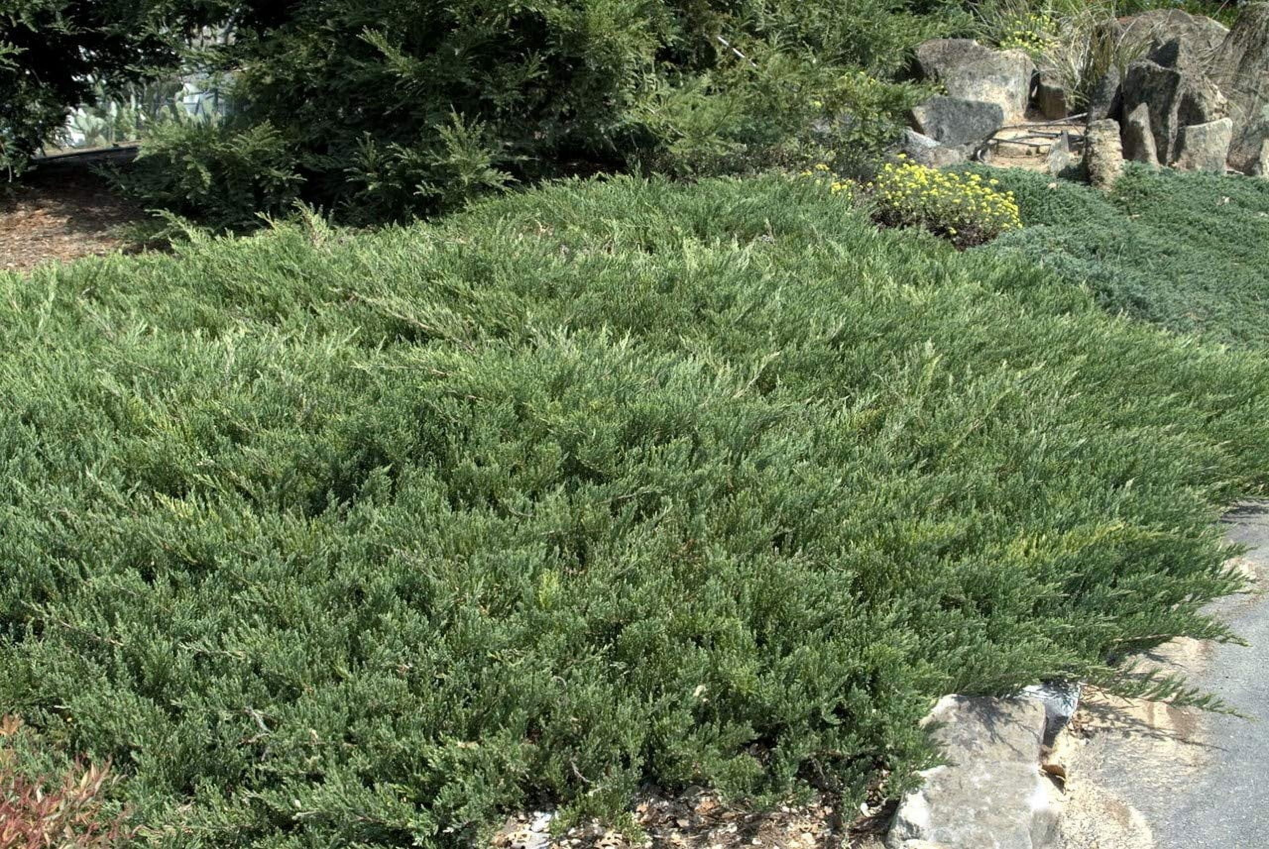 Andorra Compacta Juniper - 60 Live Plants - Drought Tolerant Cold Hardy ...