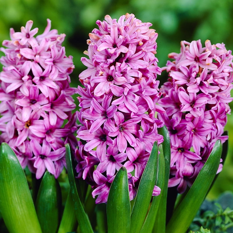 Andorra Fragrant Hyacinth Flower Bulbs - 6 Bulbs per Pack - Pleasantly ...