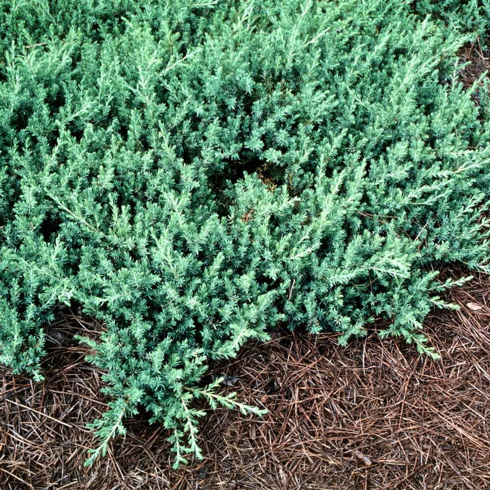 Andorra Juniper Live Plant 6-12" in height in a #3 Container - Walmart.com