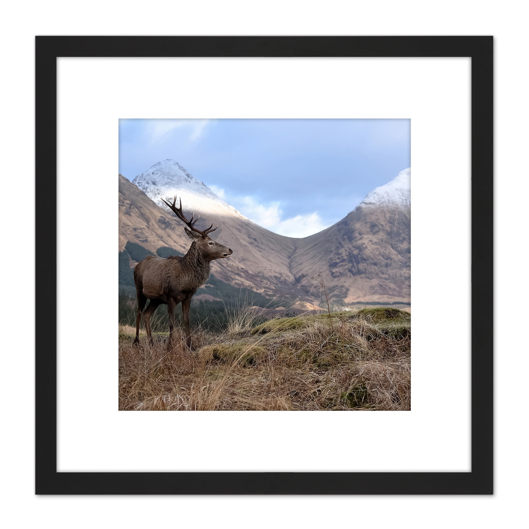 Andrewmckie Red Deer Stag Glen Etive Scotland Photo 8X8 Inch Square ...