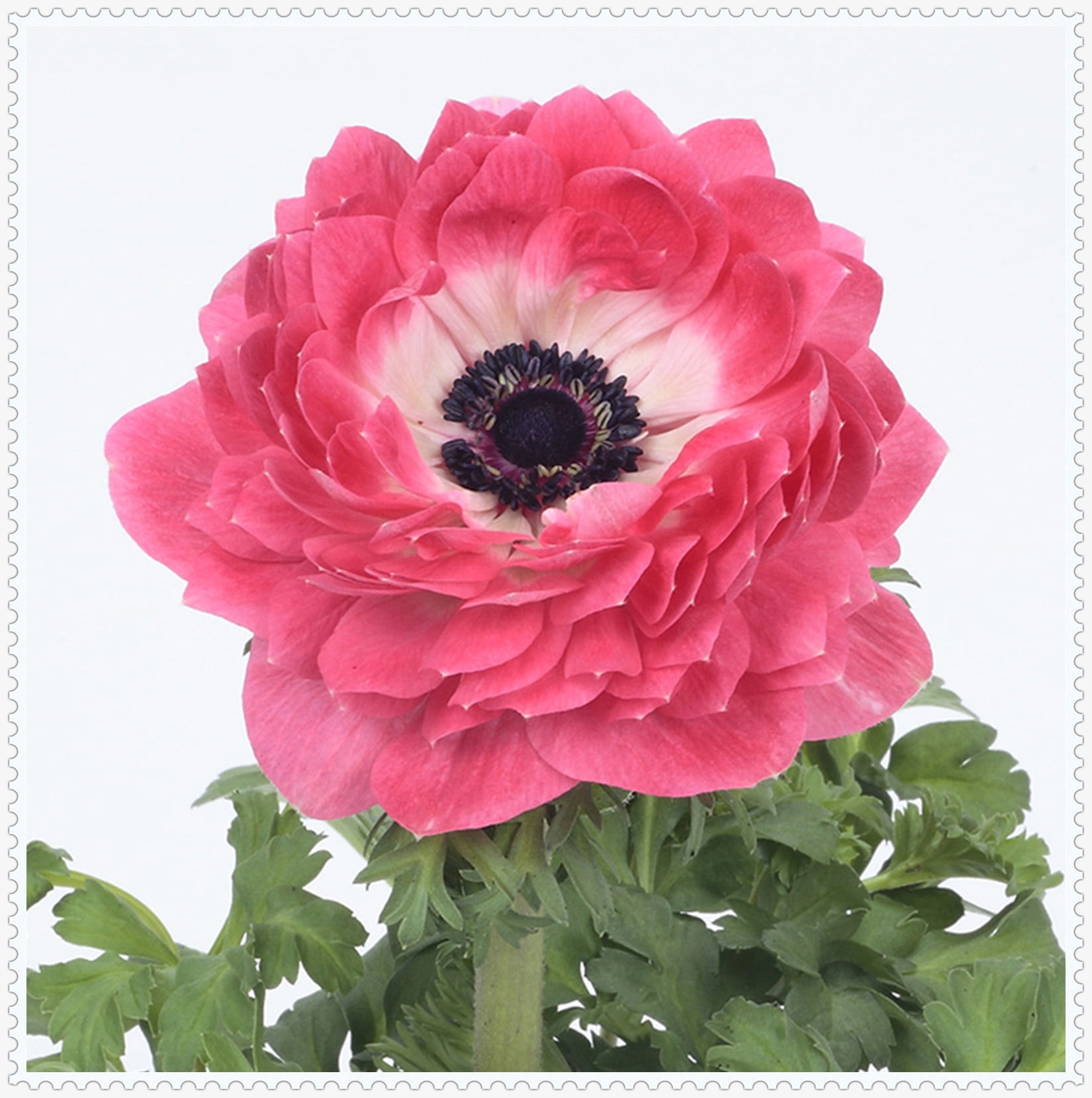 Anemone Bulbs, Bulb Plants, Garden FlowersPerennial Plants,Potted ...