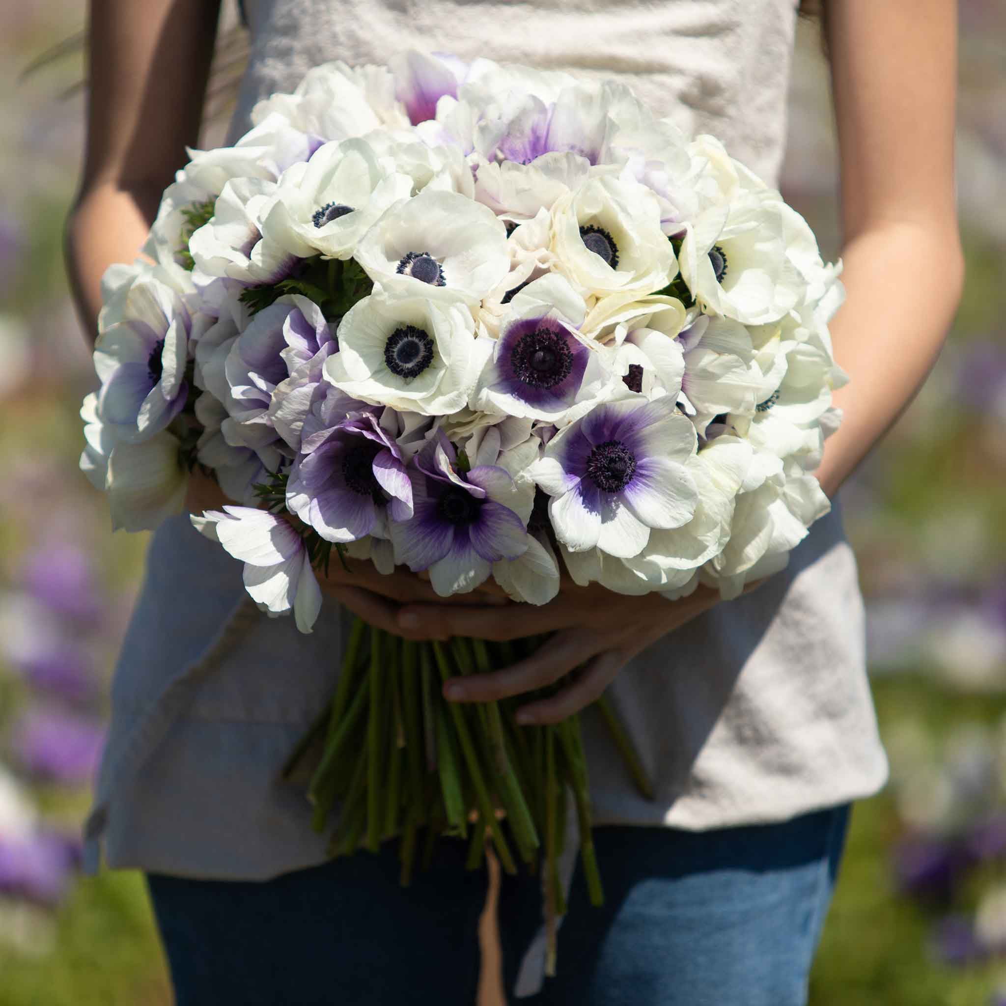 Eden Brothers Anemone Bulbs - Snow Kiss Mix - Walmart.com
