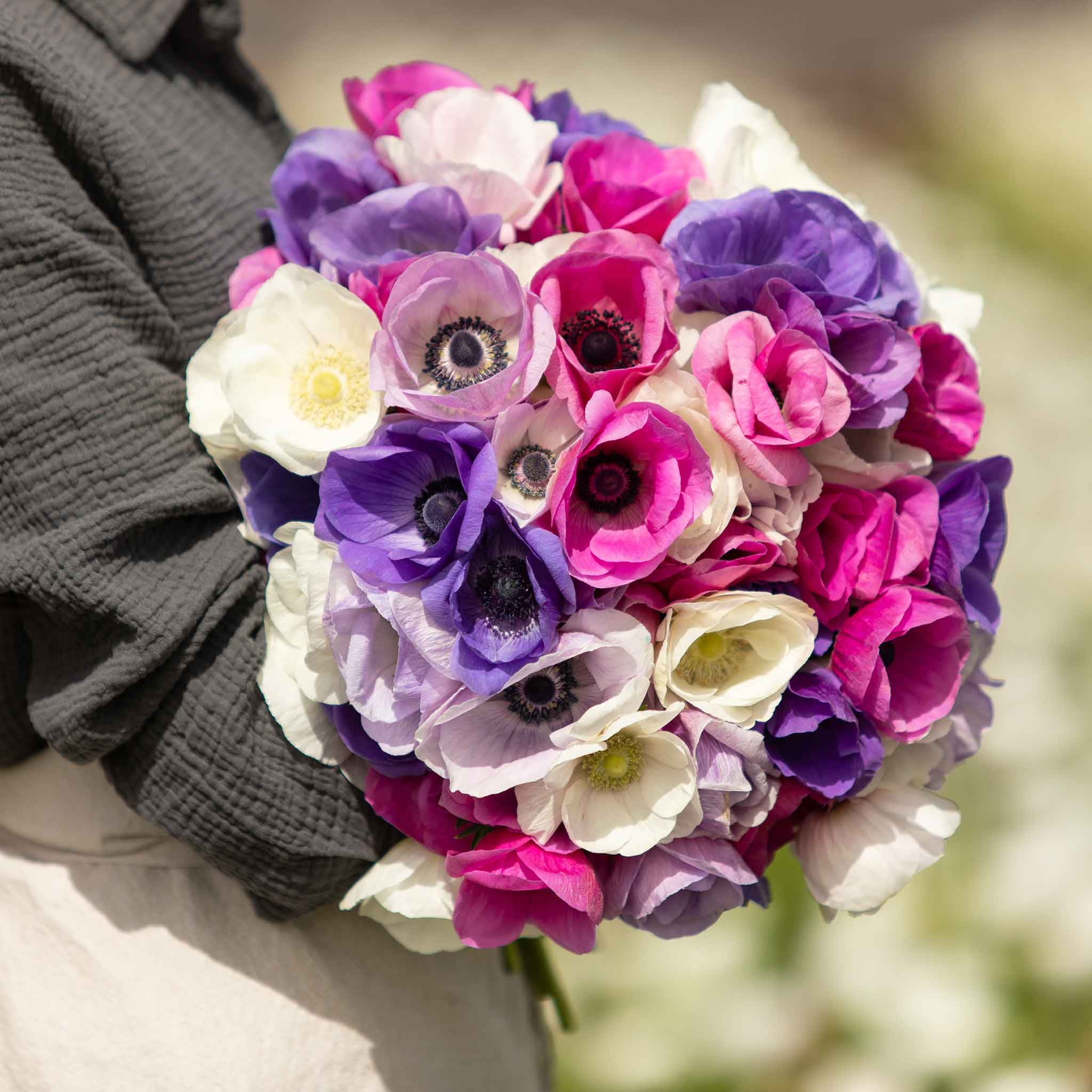 Eden Brothers Anemone Bulbs - First Crush Mix - Walmart.com