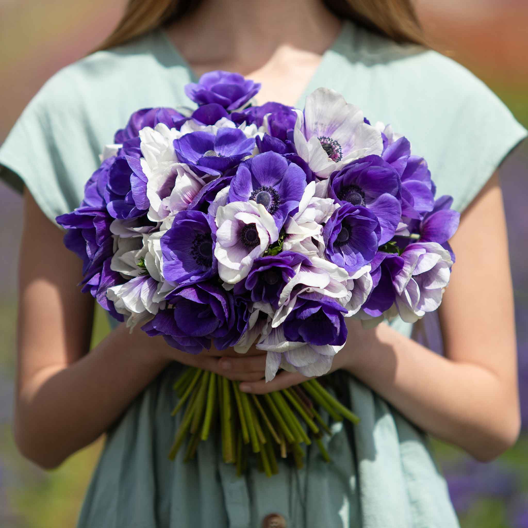 Eden Brothers Anemone Bulbs - Midnight Mix - Walmart Business Supplies