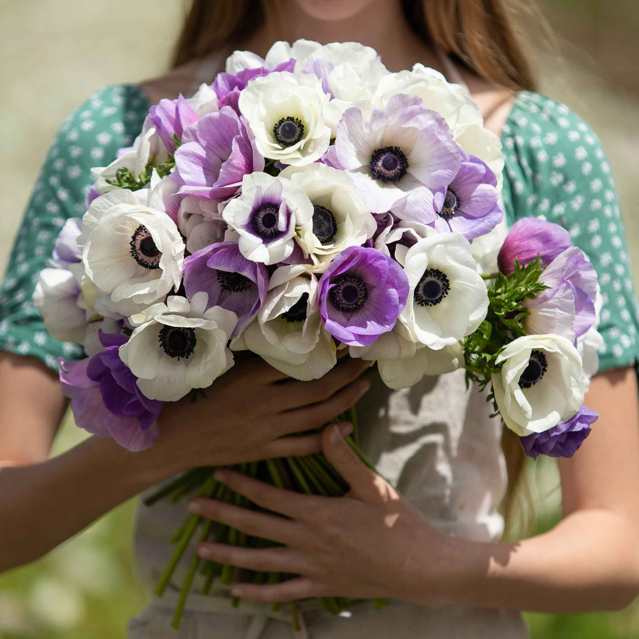 Eden Brothers Anemone Bulbs - Pastel Violet - Walmart.com