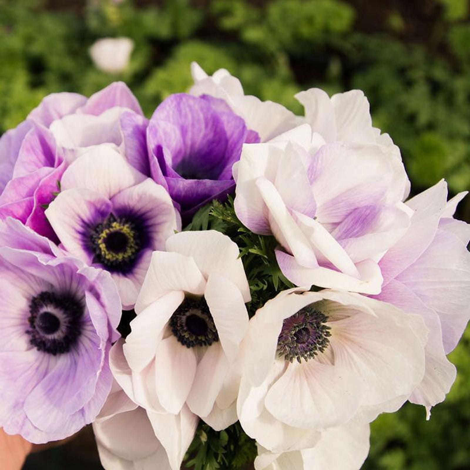 Anemone Bulbs - Pastel Violet - 60 Bulbs - White/Purple Flower Bulbs ...