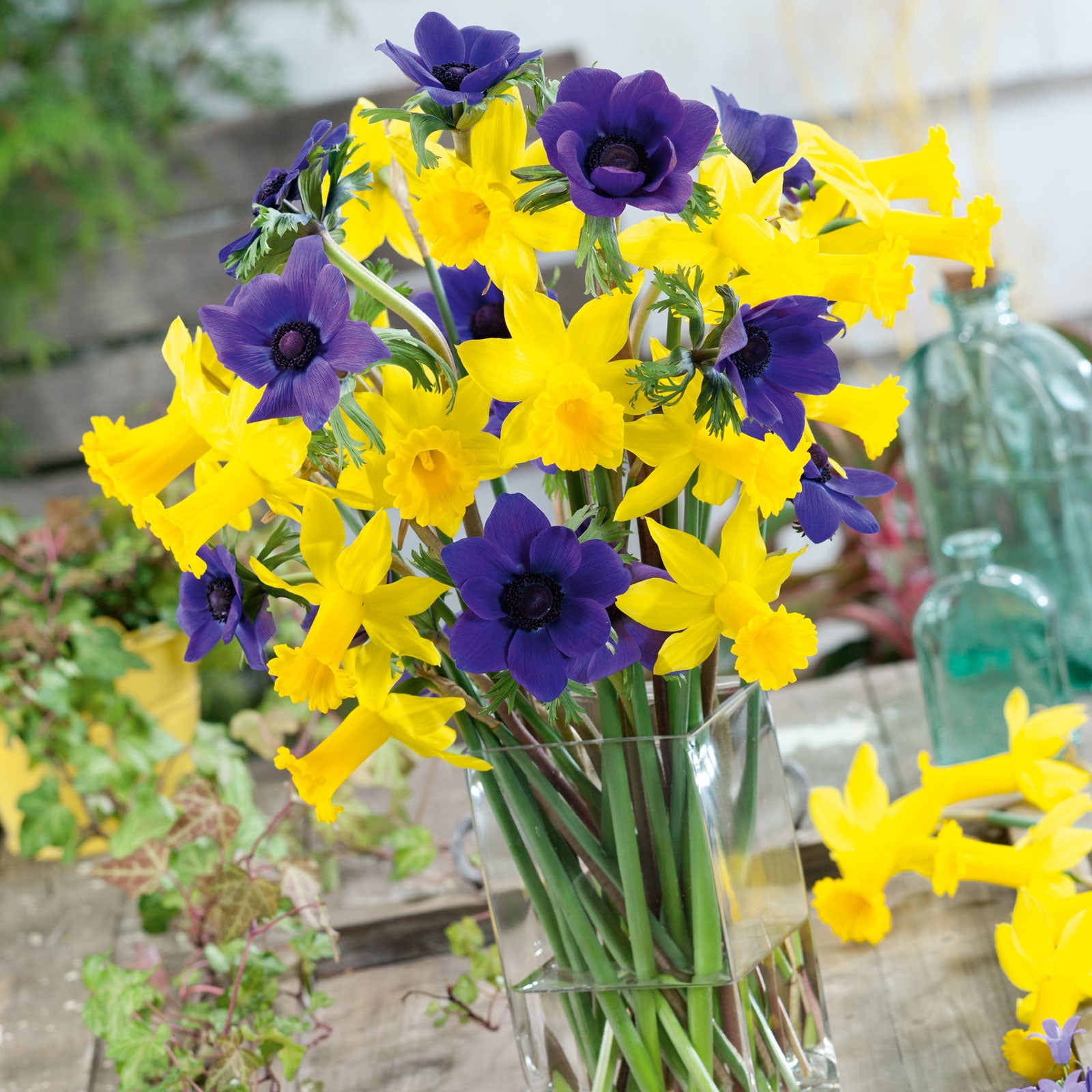 Anemone & Daffodil Bulbs - Mardi Gras Collection - 60 Bulbs - Mixed ...