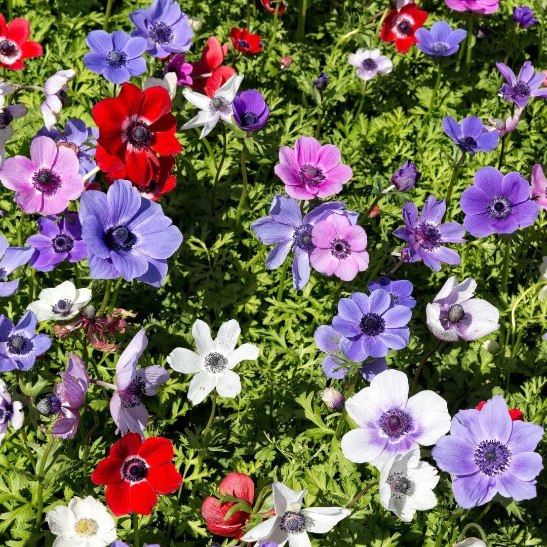Anemone De Caen Flower Bulbs (5 Bulbs) - Flourishing Venture - Walmart.com