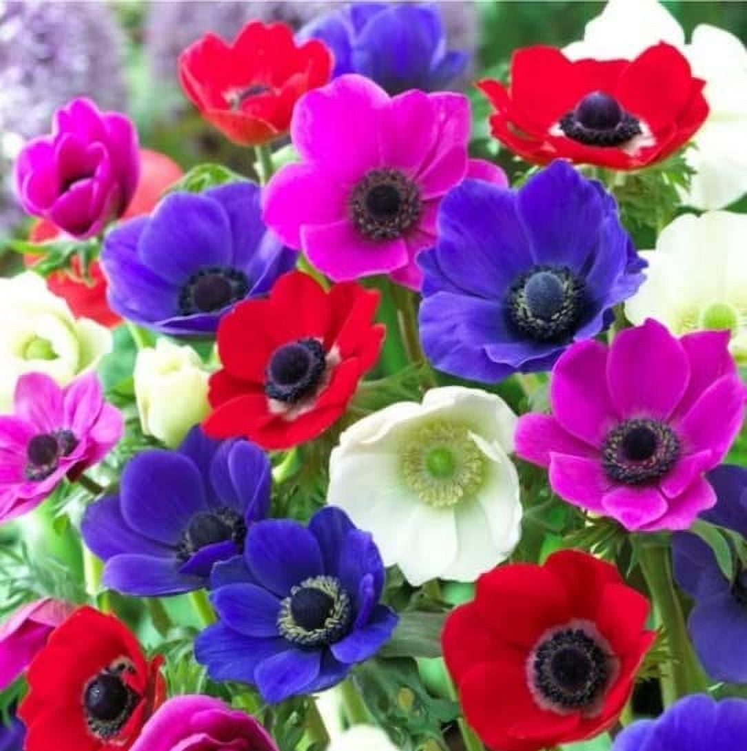 Anemone De Caen Flower Bulbs for Planting - Easy to Grow, Beautiful ...