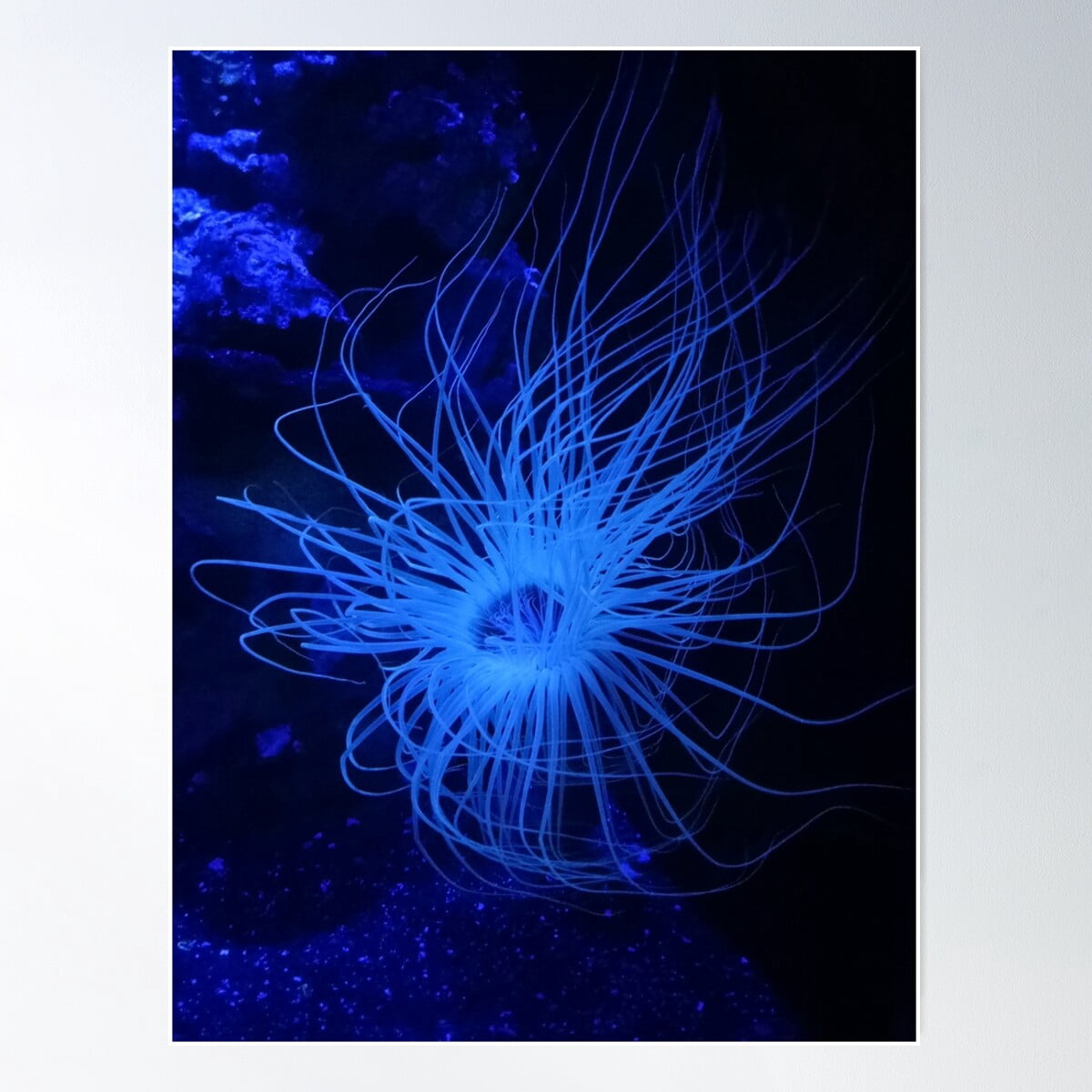 Anemone In Blue Poster Wall Art Modern Wall Decor For Living Room ...