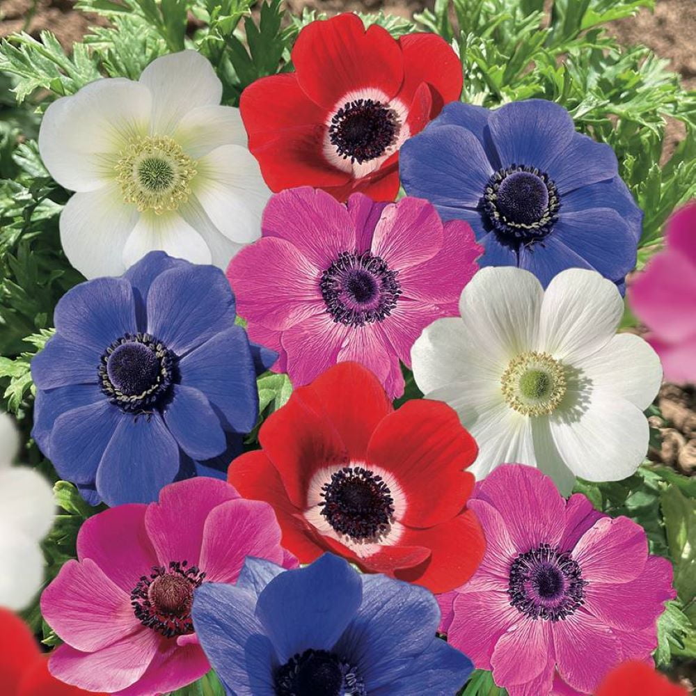 Anemone Mixed Flower Bulbs - Pack of 10 Bulbs - A Variety of Pretty ...