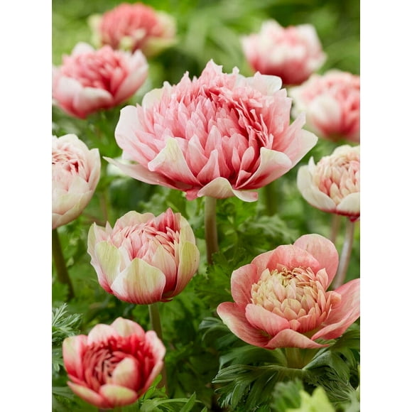 Peony Bulbs in Plant Bulbs - Walmart.com